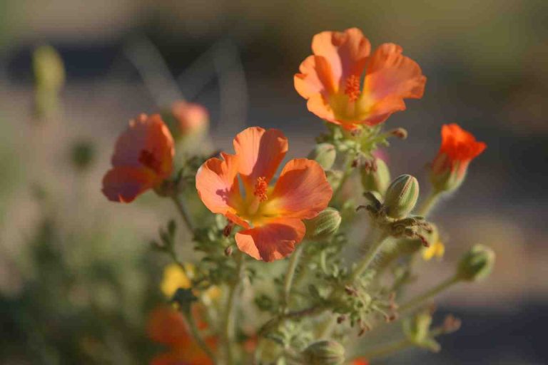 20 Flowers That Grow in Arizona: Beautiful Blooms to Discover in the ...