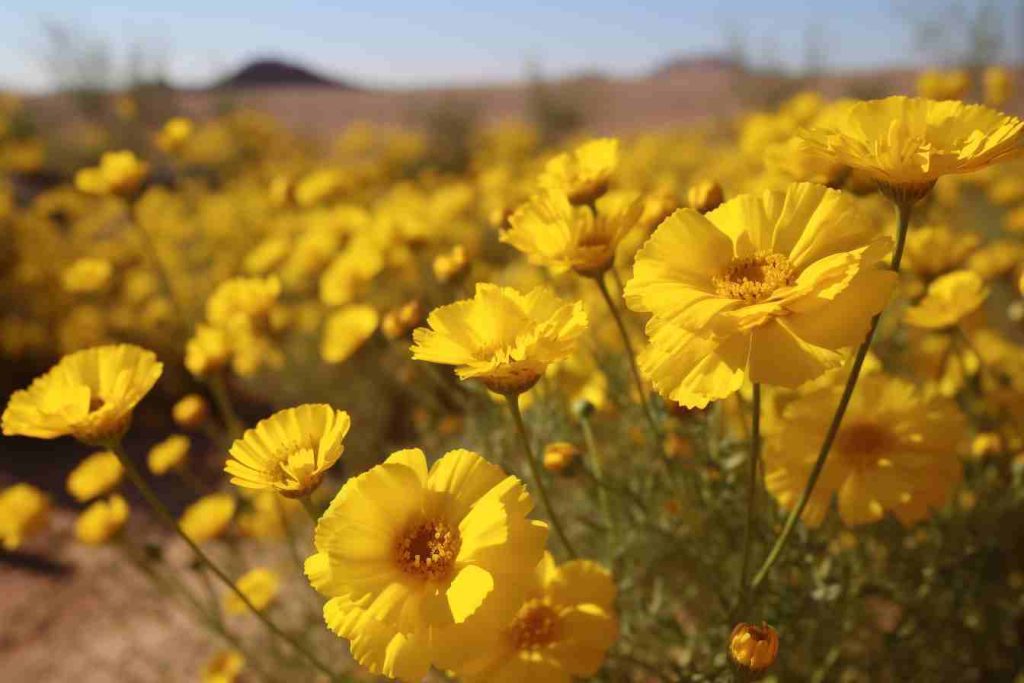 20 Flowers That Grow in Arizona: Beautiful Blooms to Discover in the ...