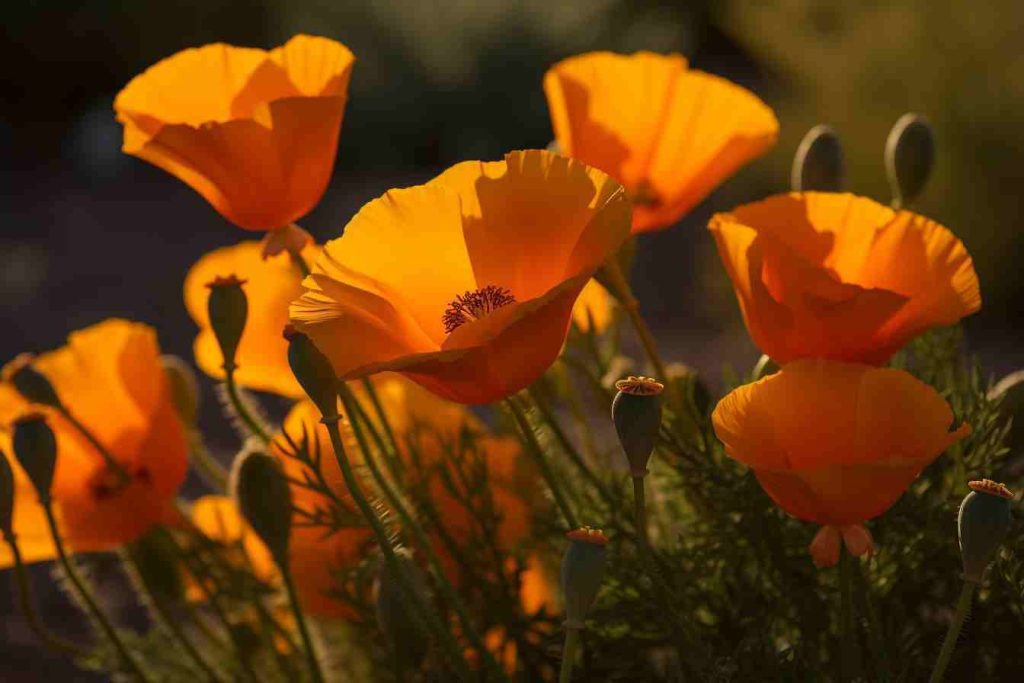 38 Flowers That Grow in the Desert: Discover Remarkable Desert Blooms ...