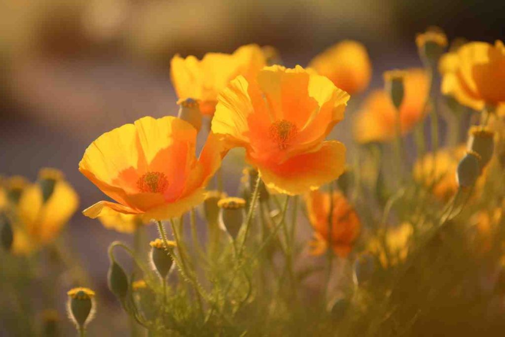 20 Flowers That Grow in Arizona: Beautiful Blooms to Discover in the ...