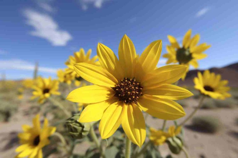 38 Flowers That Grow in the Desert: Discover Remarkable Desert Blooms ...