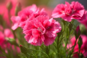 10 Flowers That Represent Masculinity: Male Representation In Flora ...