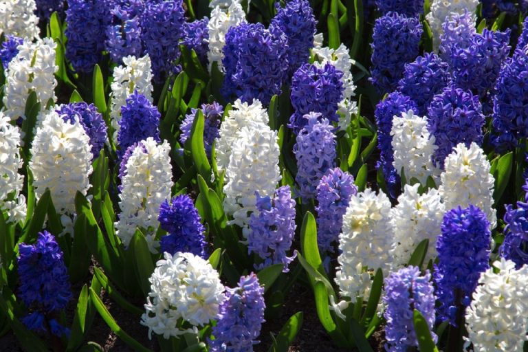 Why Is My Hyacinth Drooping? Top Causes and Solutions - Foliage Friend ...