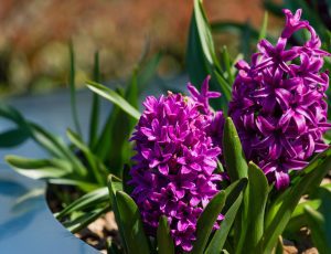 Types of Hyacinths: A Comprehensive Guide to Varieties and Care ...