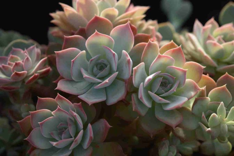 42 Flowers That Grow on Rocks: Discover Remarkable Species for Rock ...