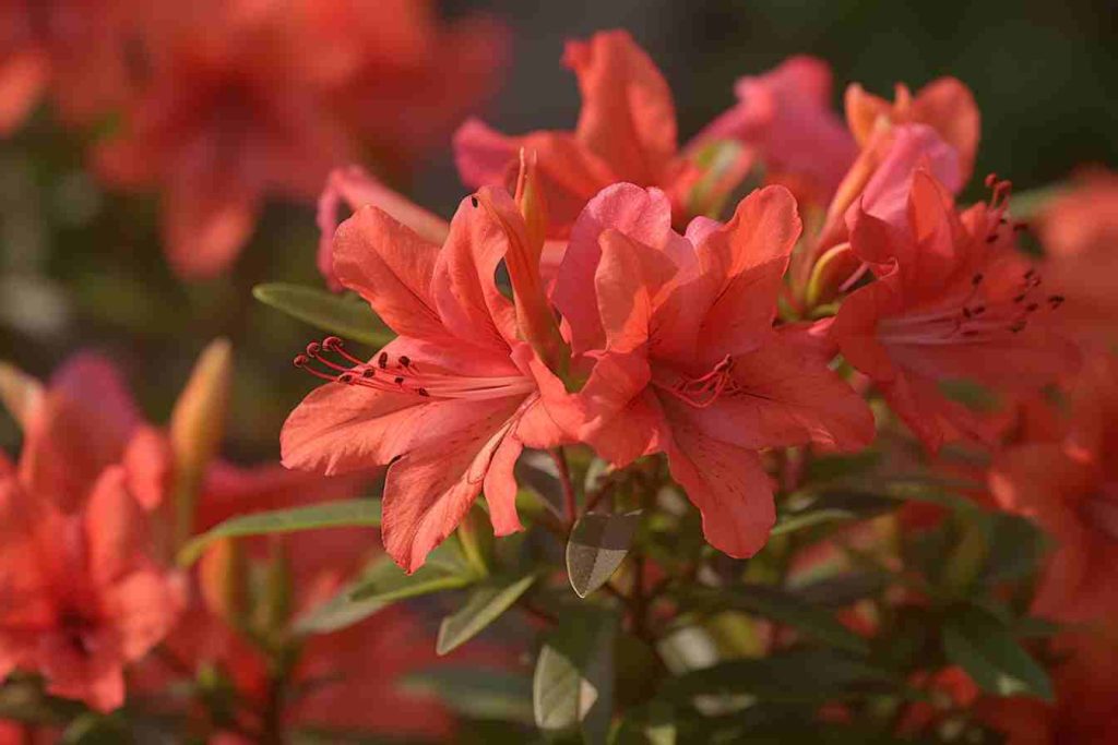 16 Flowers That Grow on Bushes: Your Ultimate Guide to Beautiful Bush ...