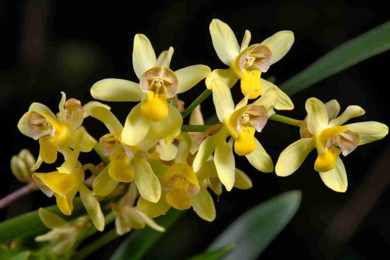 35 Flowers That Grow in Florida: A Comprehensive Guide to Stunning ...