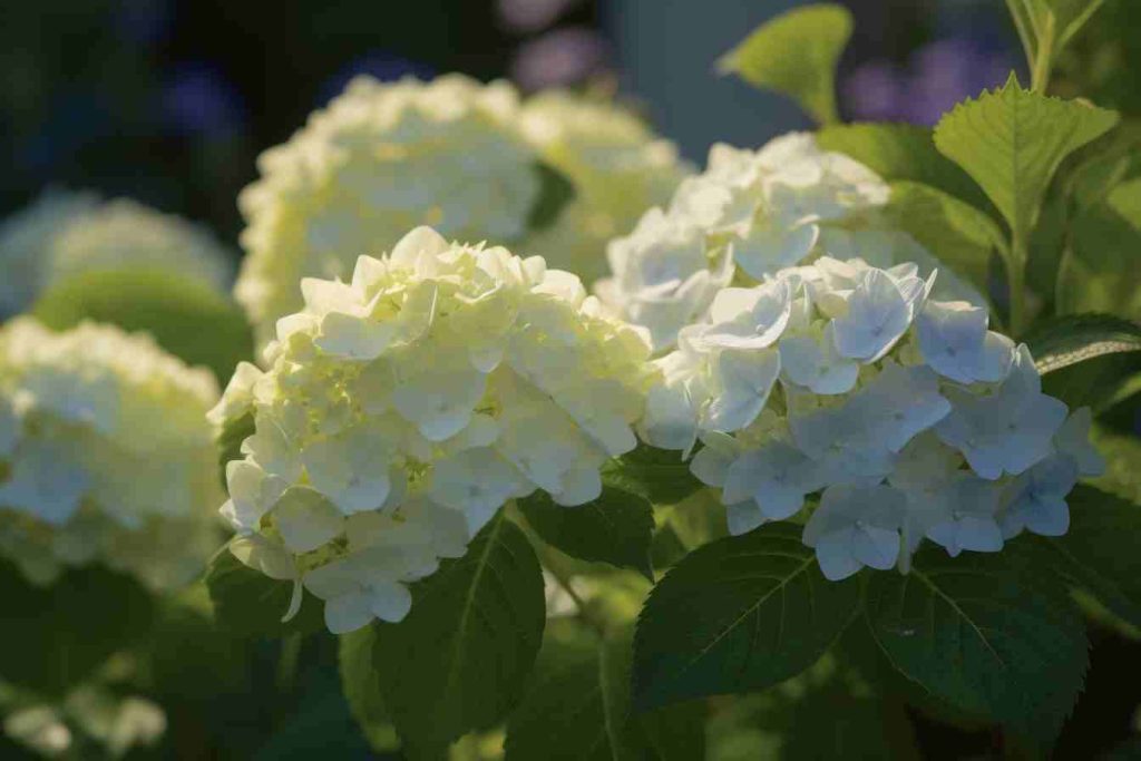 29 Flowers That Grow in Full Sun: Discover Vibrant, Sun-Loving Beauties ...