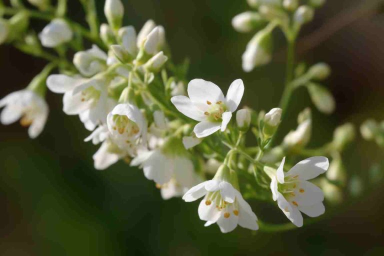 35 Flowers That Grow in Florida: A Comprehensive Guide to Stunning ...