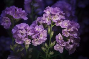 15 Flowers That Grow at Night: A Nocturnal Bloomer's Delight - Foliage ...