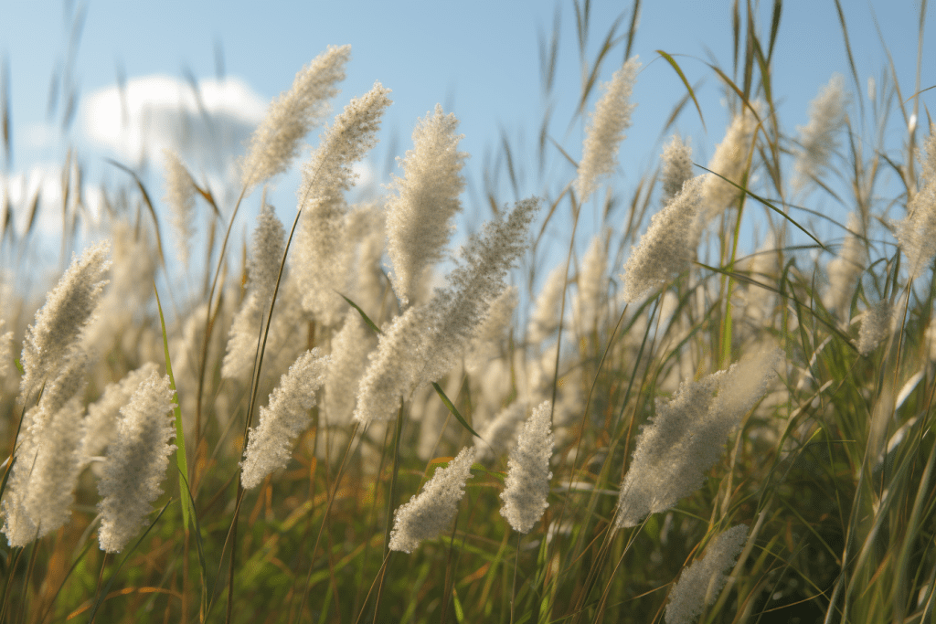 24 Flowers That Grow Tall: Discover Stunning Species Across Diverse ...