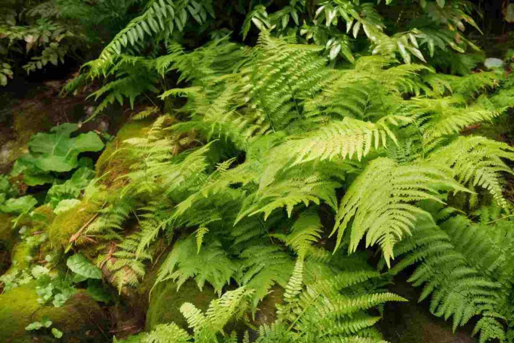 10 North Facing-Flower Bed Ideas to Brighten Up Your Shady Garden ...