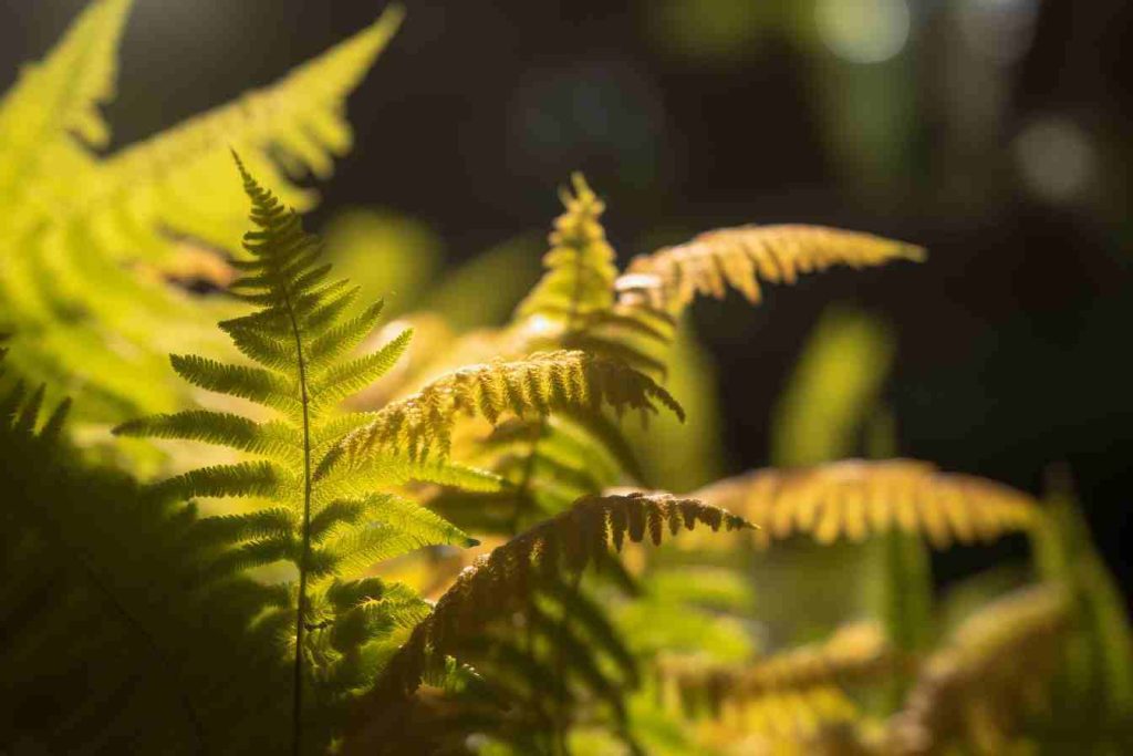 12 Flowers That Grow in the Dark: Amazing Nocturnal Blooms to Discover ...