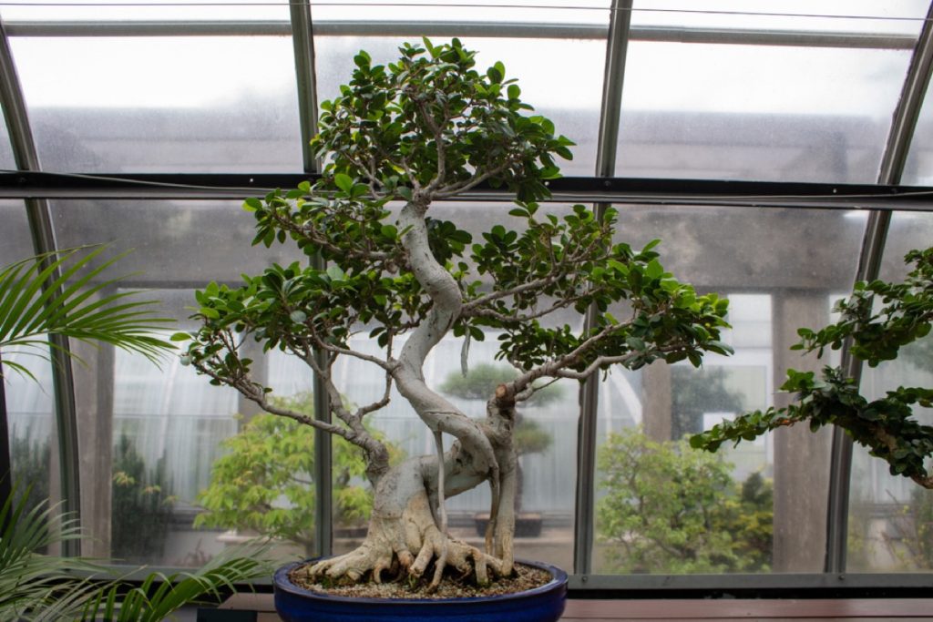 Bonsai Tree Types: A Comprehensive Guide to Varieties - Foliage Friend ...