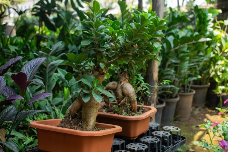 5 Best Fertilizer for Ficus Tree: Top Picks for Vibrant Growth - Foliage Friend - Learn About ...