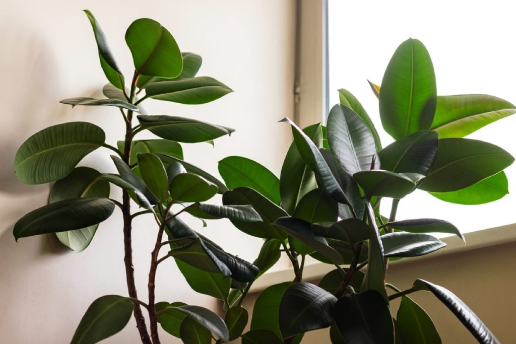 Ficus Tree Types: A Comprehensive Guide to Varieties - Foliage Friend ...