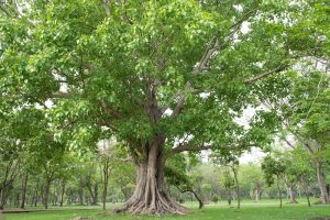 Ficus Tree Types: A Comprehensive Guide to Varieties - Foliage Friend ...