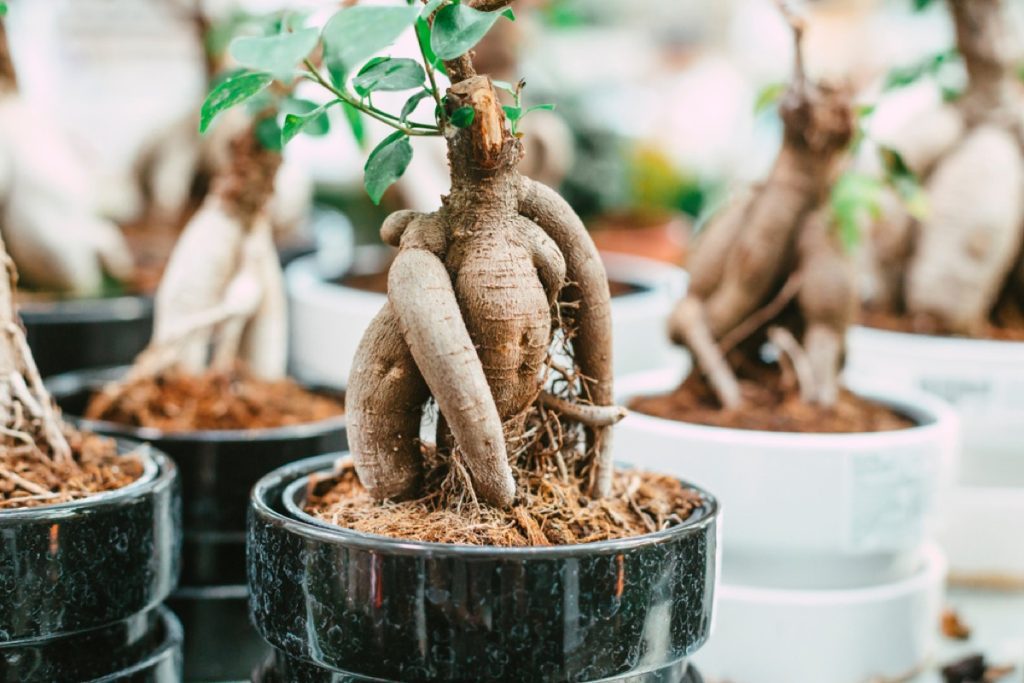 Ficus Bonsai Tree Types: A Comprehensive Guide - Foliage Friend - Learn ...
