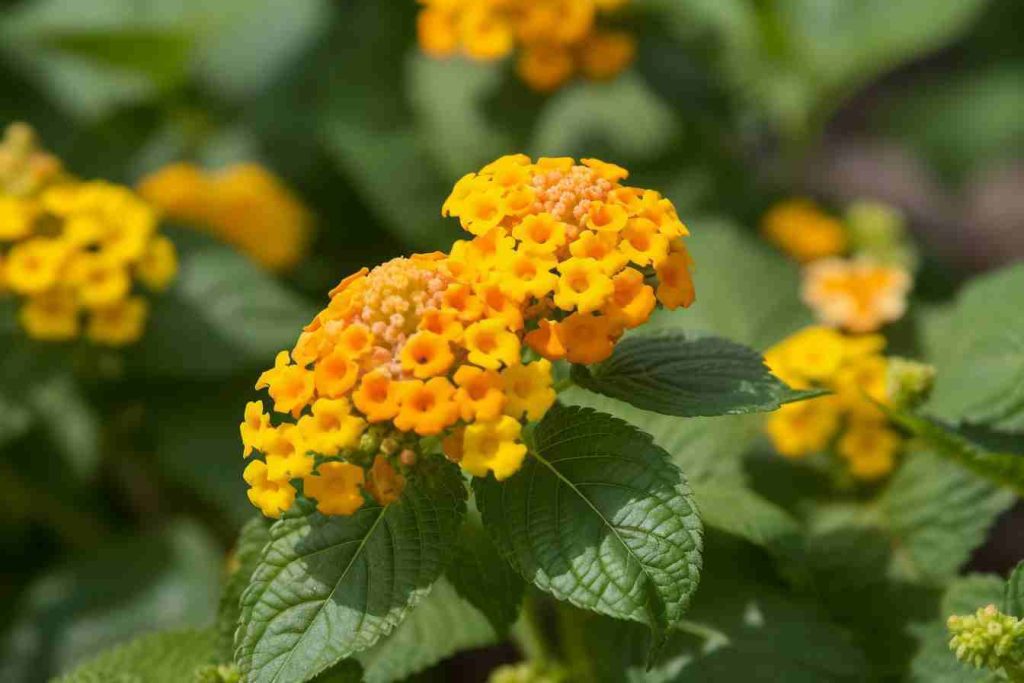 10 Simple and Beautiful Lantana Flower Bed Ideas for Your Garden ...
