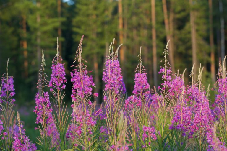 10 Flowers That Grow After a Forest Fire: Nature's Resilient Beauties ...