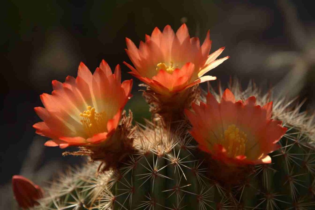 38 Flowers That Grow in the Desert: Discover Remarkable Desert Blooms ...
