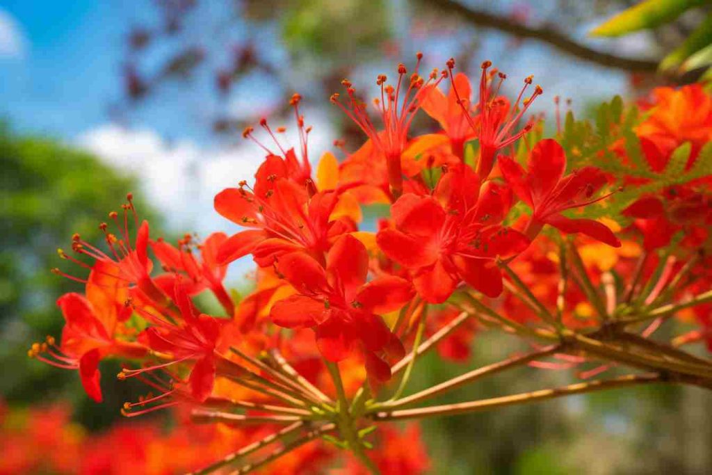 26 Flowers That Grow on Trees: A Delightful Guide to Tree-Blooming ...