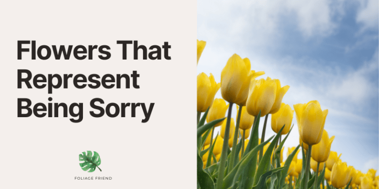 10 Flowers That Represent Being Sorry: A Heartfelt Apology - Foliage ...