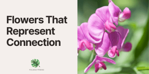 10 Flowers That Represent Connection: Blossoming Bonds - Foliage Friend ...