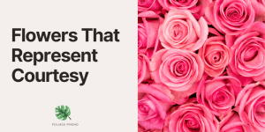 10 Flowers That Represent Courtesy: Bloom With Grace And Manners ...