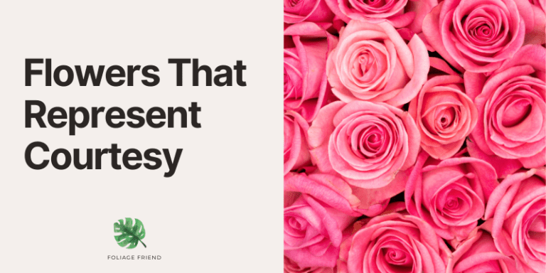 10 Flowers That Represent Courtesy: Bloom With Grace And Manners ...