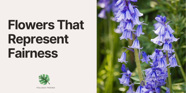 10 Flowers That Represent Fairness: Blooms For A Just World - Foliage ...