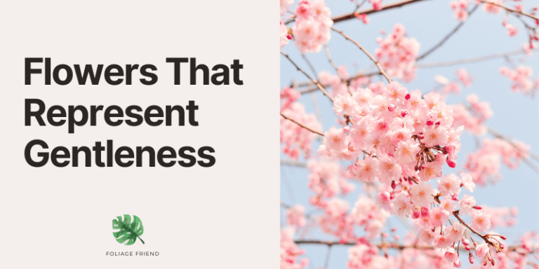 10 Flowers That Represent Gentleness: Tender Blooms - Foliage Friend ...