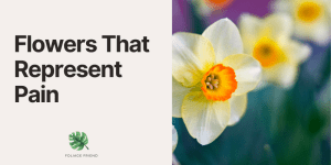 10 Flowers That Represent Pain: In Bloom And In Sorrow - Foliage Friend ...