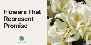 10 Flowers That Represent Promise: Seeds Of Hope - Foliage Friend ...
