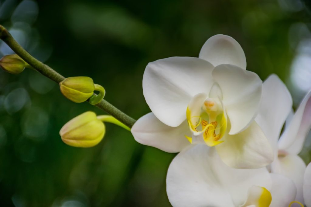 10 Flowers That Represent Sadness: The Beauty In Emotions - Foliage ...