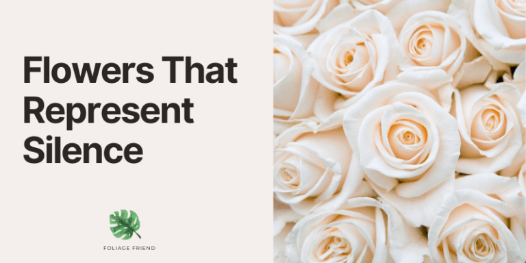 10 Flowers That Represent Silence: Peaceful Blooms - Foliage Friend ...