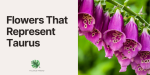 10 Flowers That Represent Taurus: Floral Horoscope - Foliage Friend ...