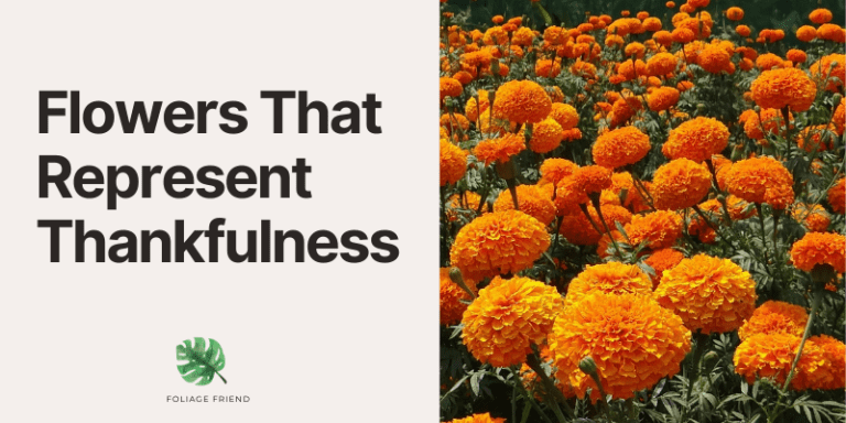 10 Flowers That Represent Thankfulness: Blooms Of Appreciation ...