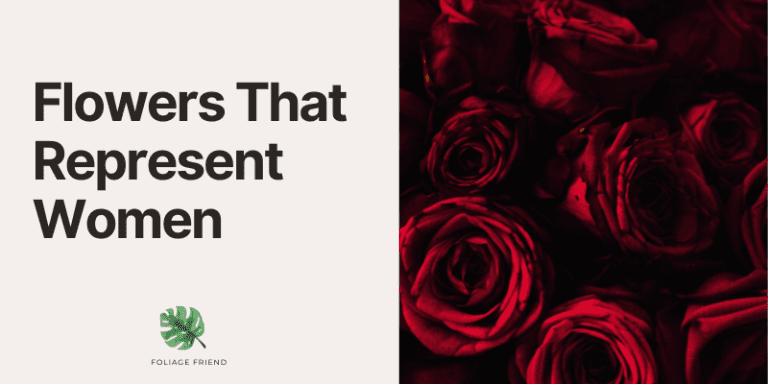 10 Flowers That Represent Women: The Feminine Side - Foliage Friend ...