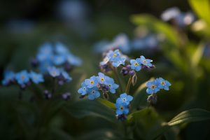 10 Flowers That Represent The Truth: Blooms Of Honesty - Foliage Friend ...