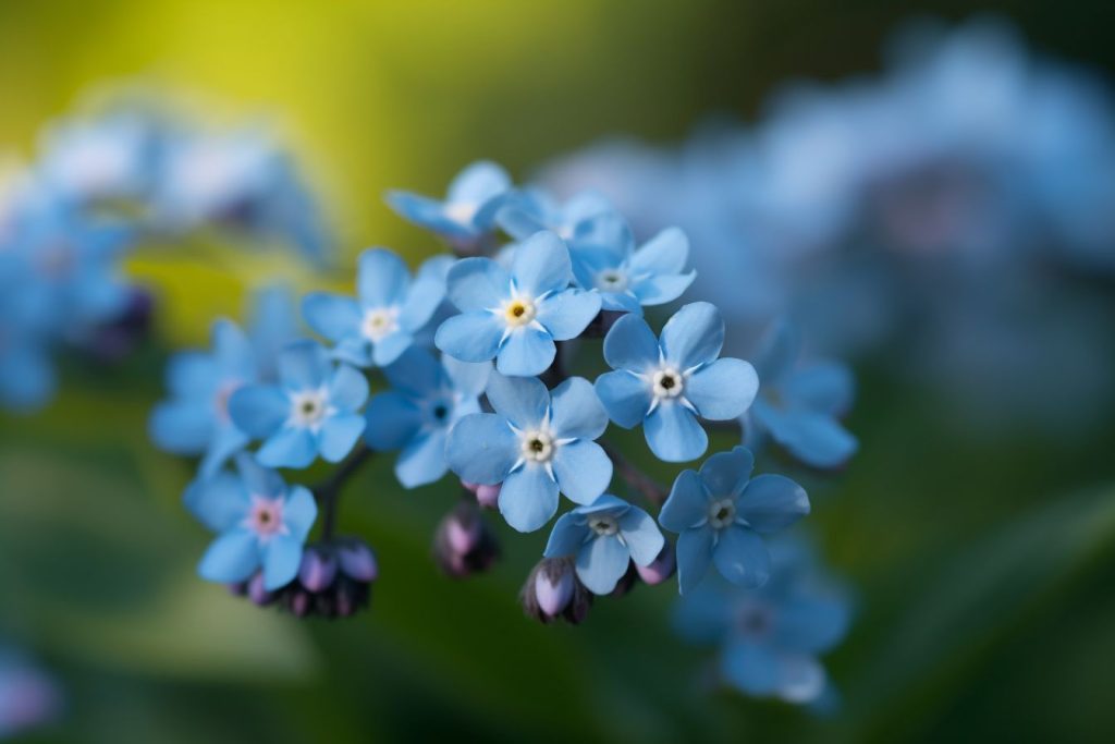 10 Flowers That Represent Love And Family: Floral Bonds - Foliage ...