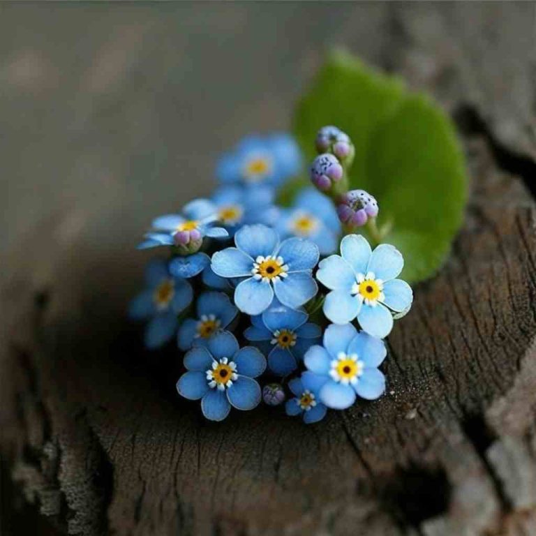 10 Flowers That Represent Promise: Seeds Of Hope - Foliage Friend ...