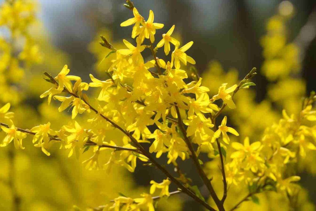10 Flowers That Represent March: Blooming Beauties - Foliage Friend ...