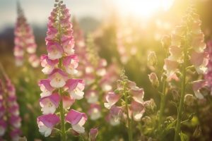 10 Flowers That Represent Mystery: Enigmatic Blooms - Foliage Friend ...