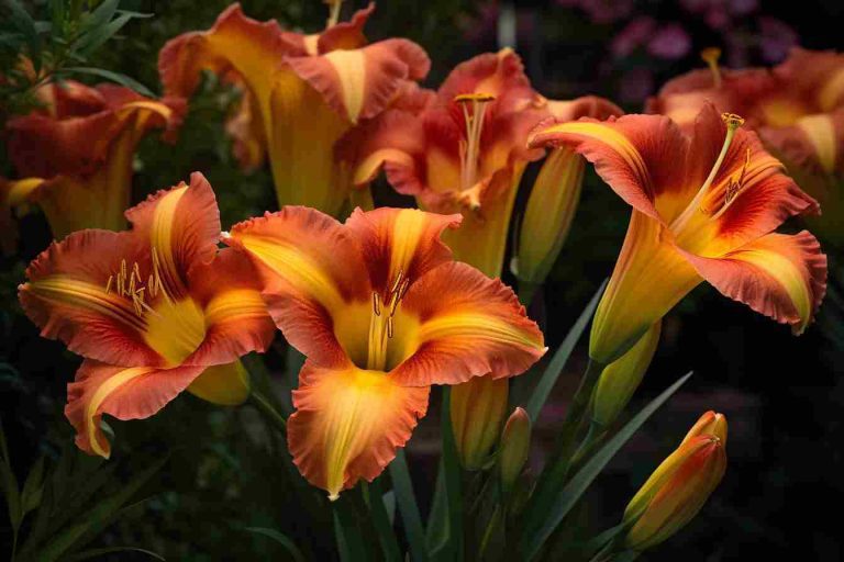 10 Daylily Flower Bed Ideas That Will Add Beauty to Your Landscape ...