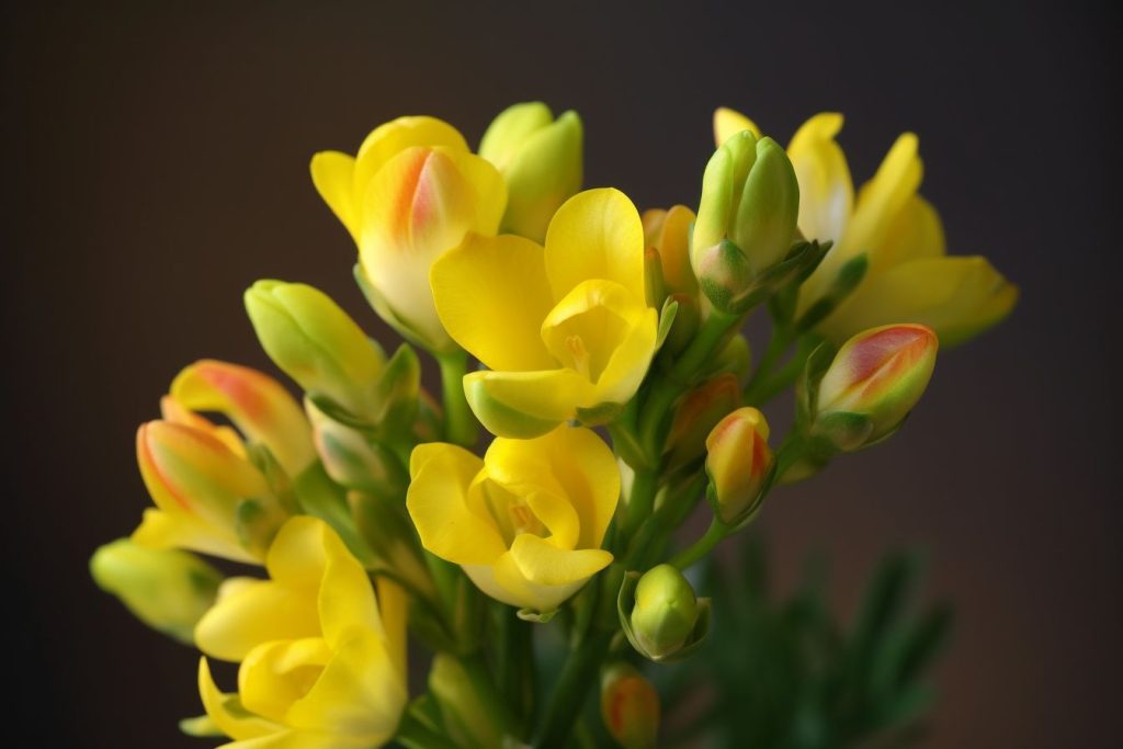 10 Flowers That Represent Light: Shine Bright - Foliage Friend - Learn ...