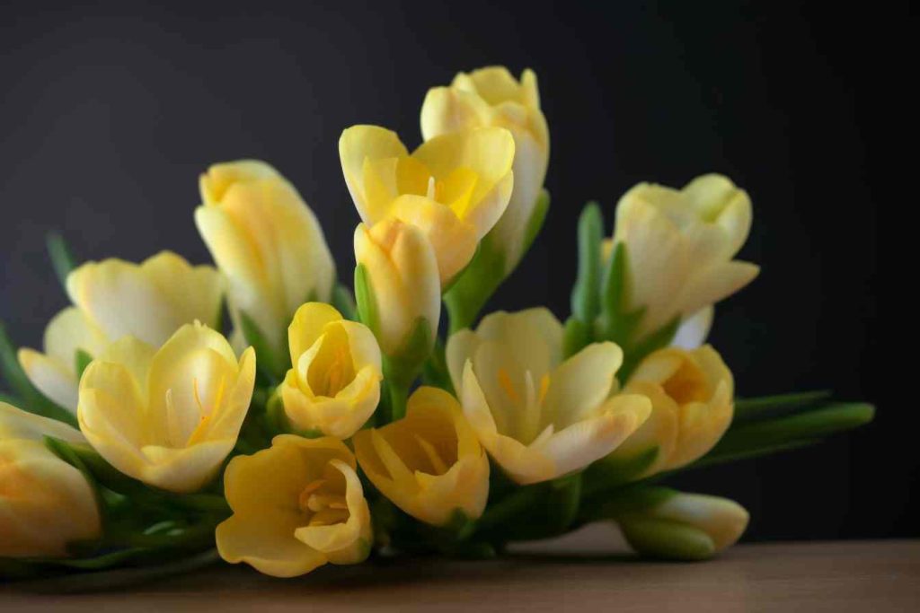 10 Flowers That Represent Women: The Feminine Side - Foliage Friend ...