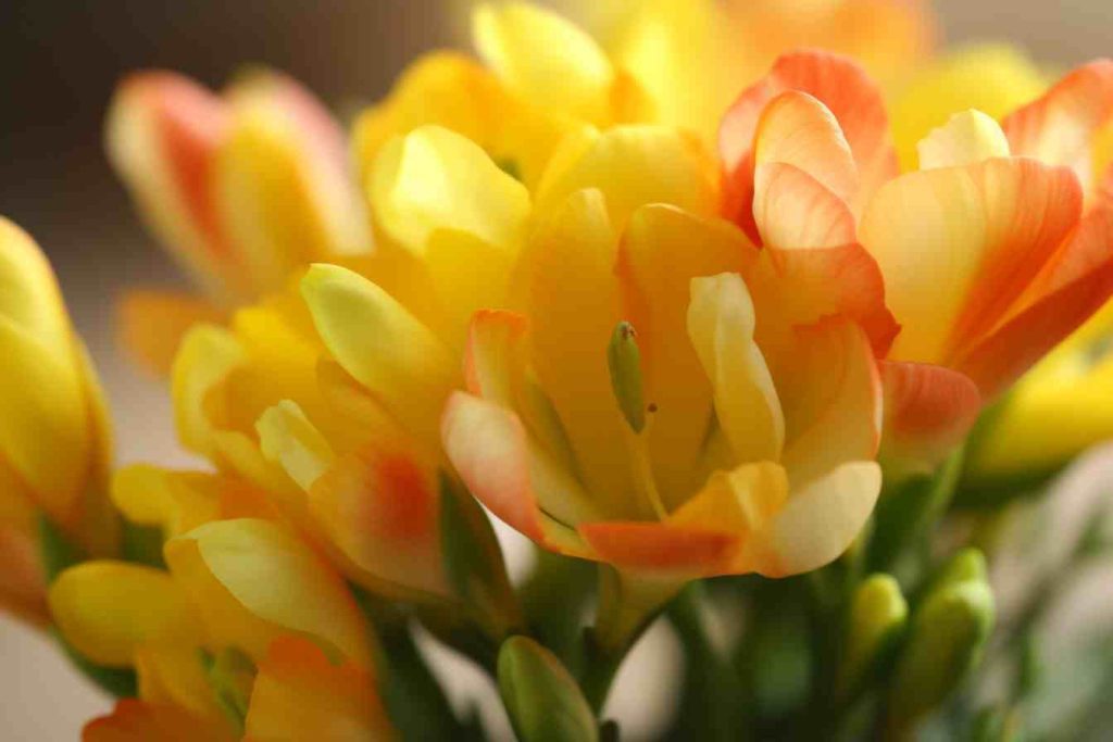 17 Flowers That Grow From Bulbs: Discover Beautiful Blooming Varieties ...