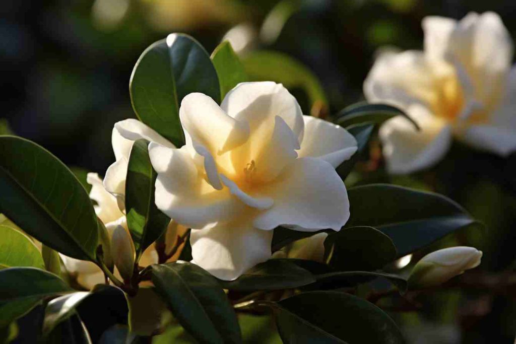 35 Flowers That Grow in Florida: A Comprehensive Guide to Stunning ...