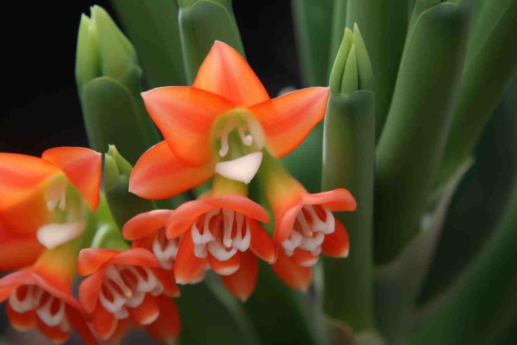 42 Flowers That Grow on Rocks: Discover Remarkable Species for Rock ...